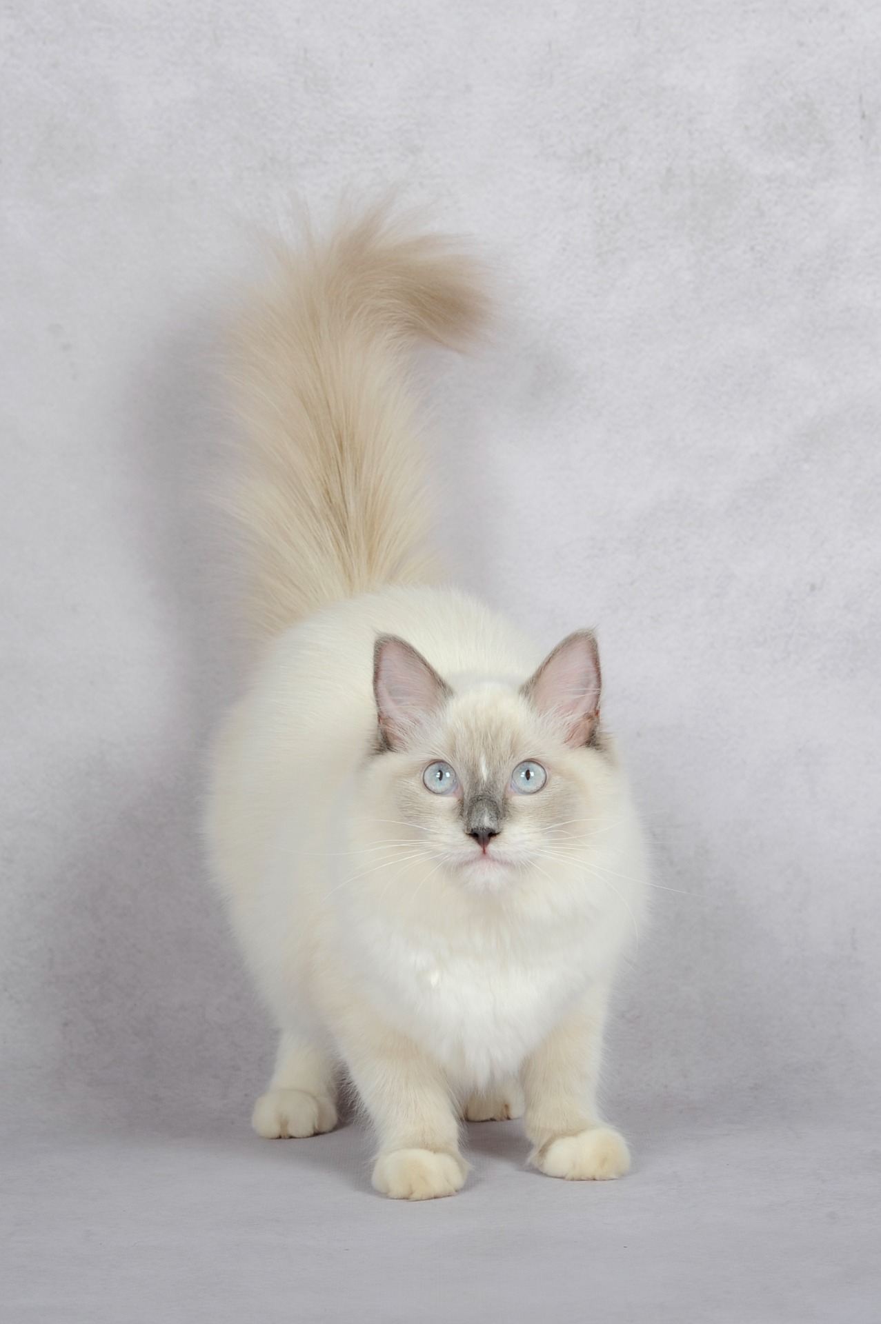 Les femelles Ragdoll :: Elevage des terres de freya